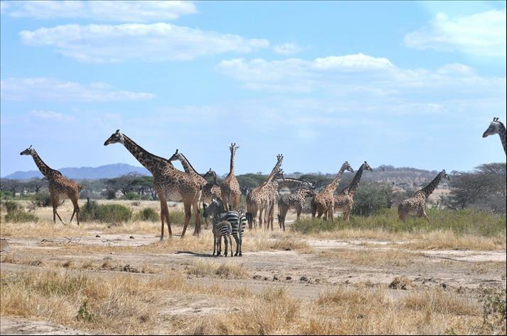Understanding a skin disease that's peculiar to giraffes