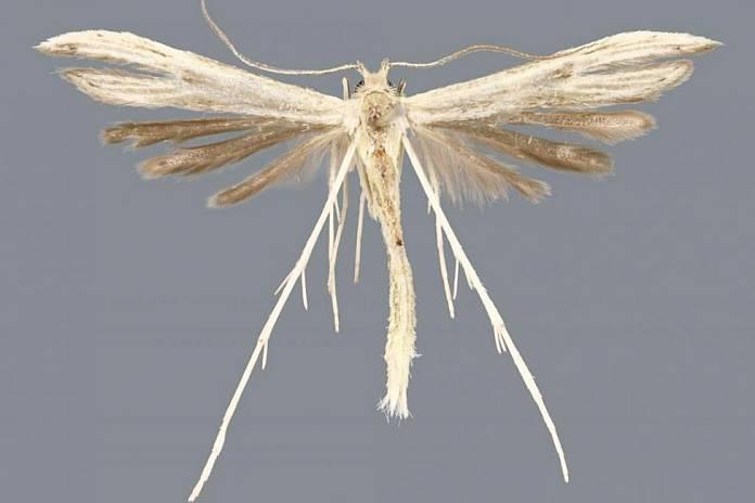 The Bahamas: Home to four new plume moth species