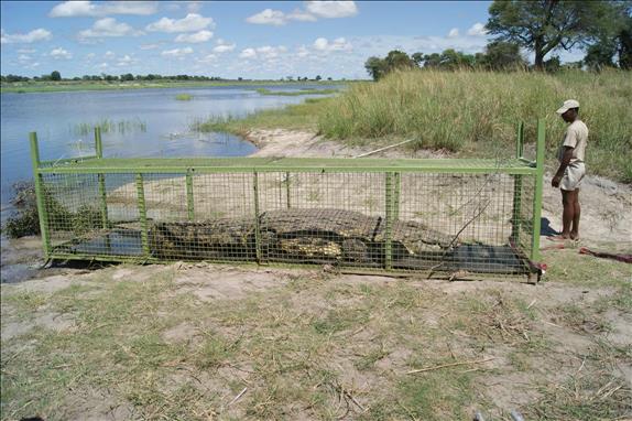 When and where do Nile crocodiles attack? Here's what we found