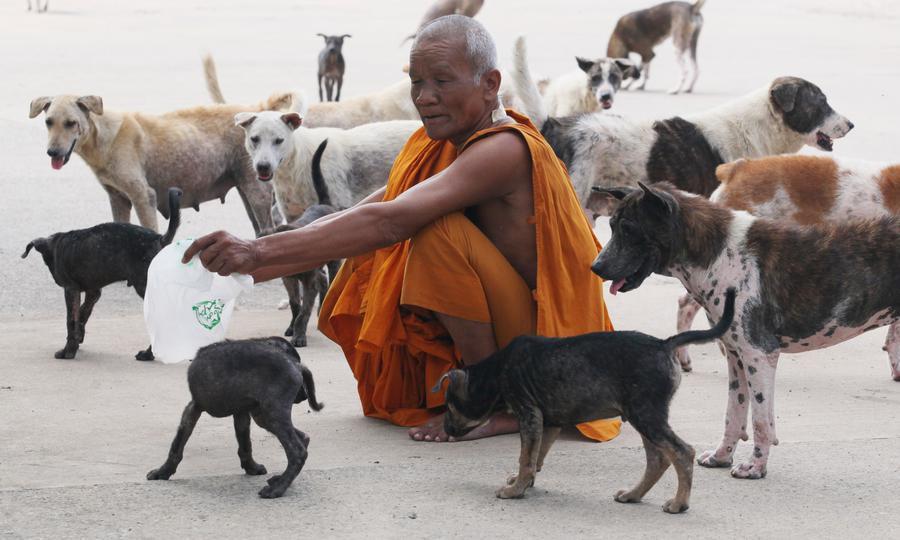 Rabies poses a painful problem in Thailand