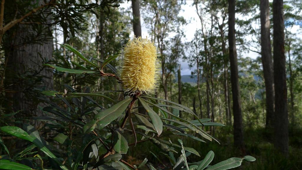 The coastal banksia has its roots in ancient Gondwana