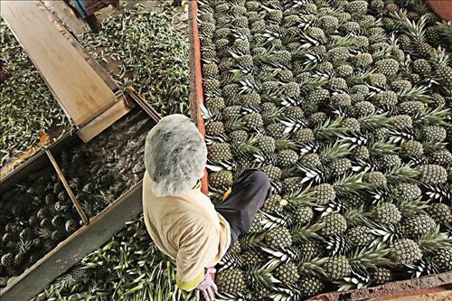 Pineapple exporting company beats pandemic and expands
