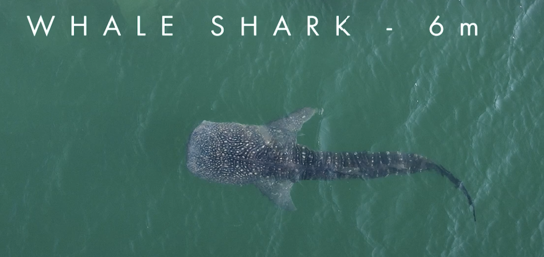 Rescued ‘Al Bahiyah’ Whale Shark Successfully Returned to Arabian Gulf