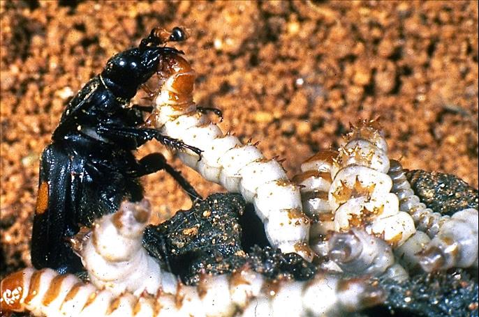 Beetle parents manipulate information broadcast from bacteria in a ...