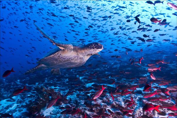 How marine protected areas help safeguard the ocean
