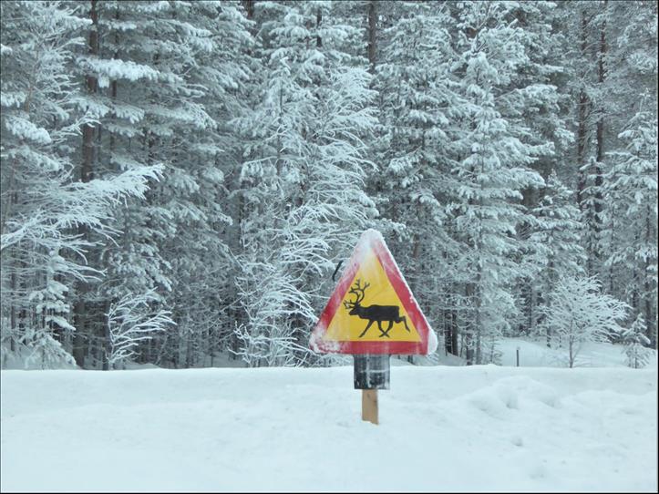 Reindeer: ancient migration routes disrupted by roads, dams and now ...