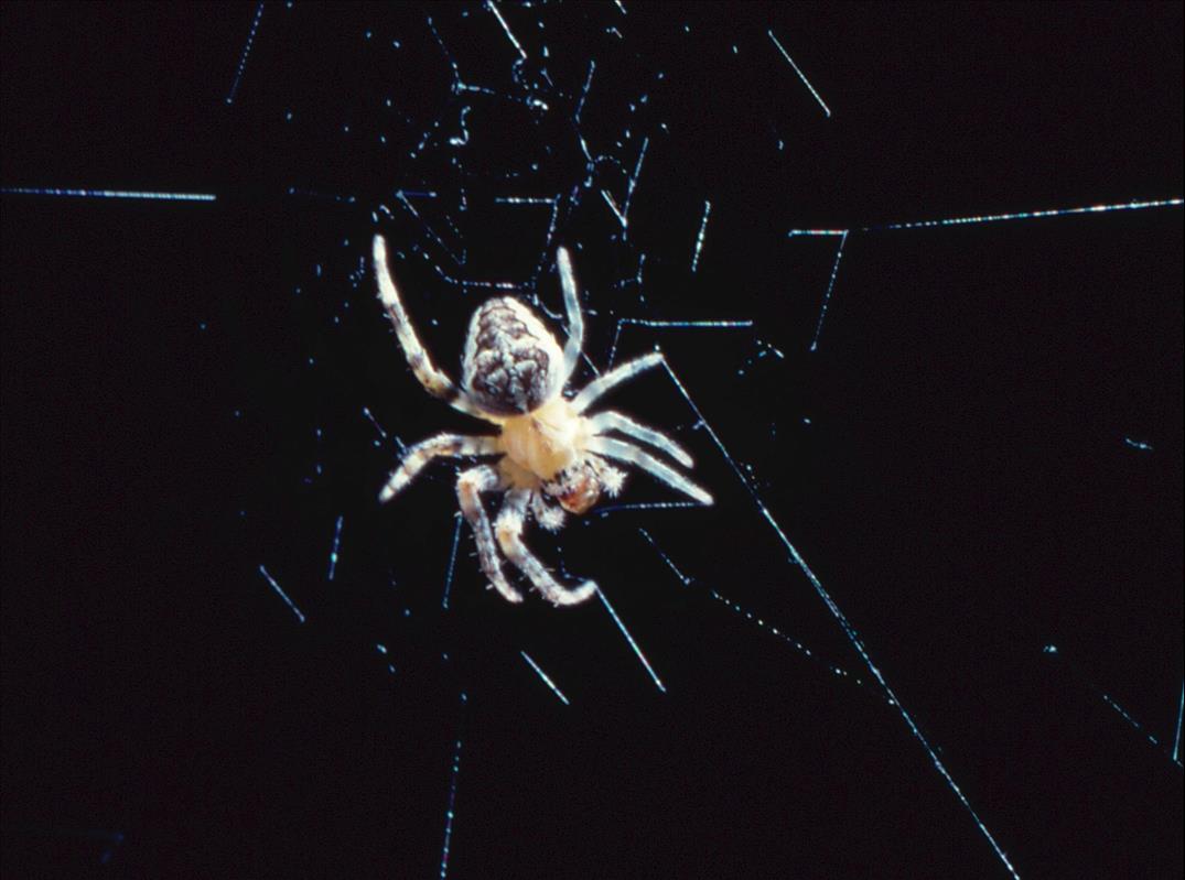 Spider legs build webs without the brain's help providing a model for ...