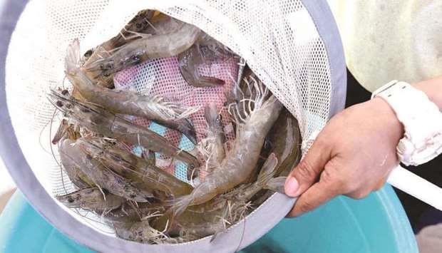 Qatar- Ras Matbakh Aquatic Research Centre to produce 1,000 tonnes ...