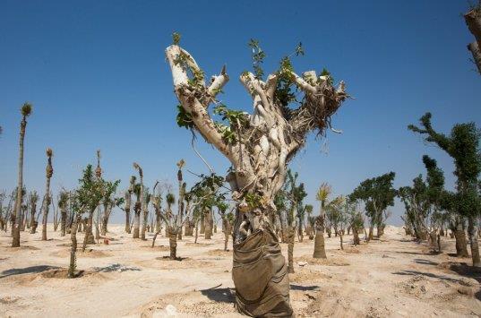 Qatar- SC nursery houses 60 different types of trees and shrubs
