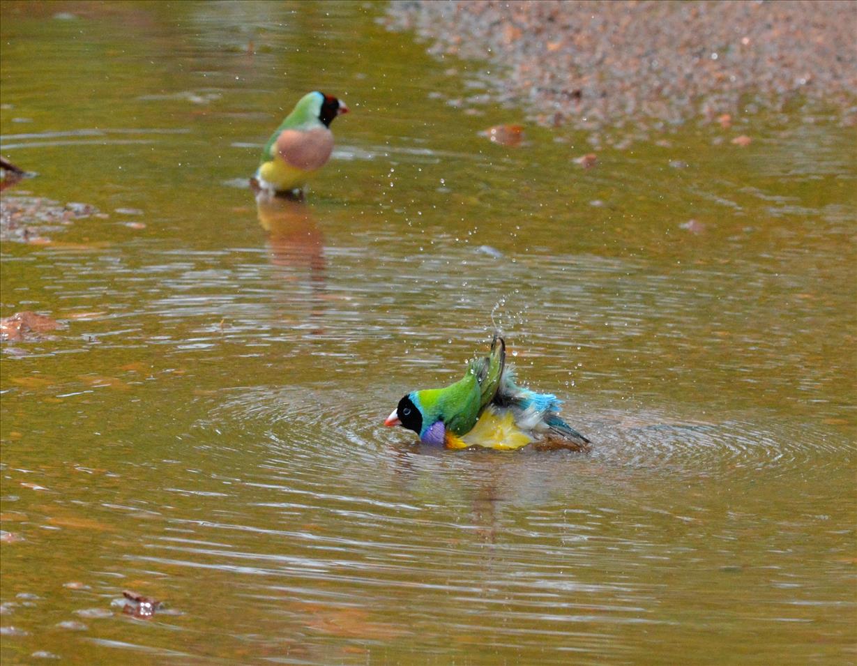 The secret life of puddles: their value to nature is subtle, but hugely ...
