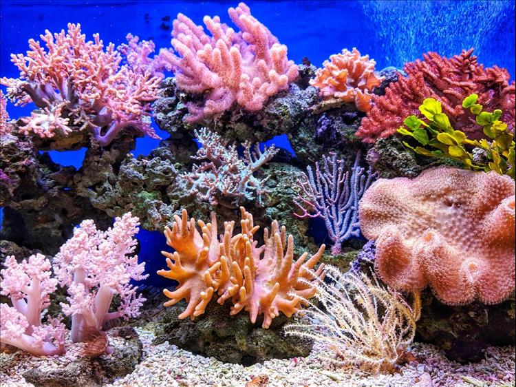 Allen Coral Atlas: Everything on the first global coral reef map