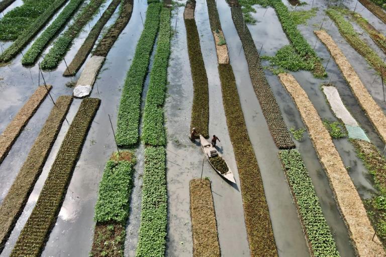 Floating farms, salt-resistant rice: Bangladeshis adapt to survive