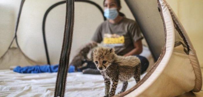 Somalia - Cheetahs are Rapidly Becoming Extinct as the Cub Trade Thrives