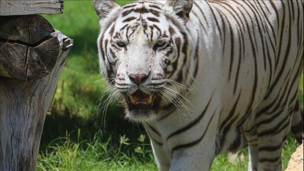 UAE: Now, compete with tigers in a tug-of-war