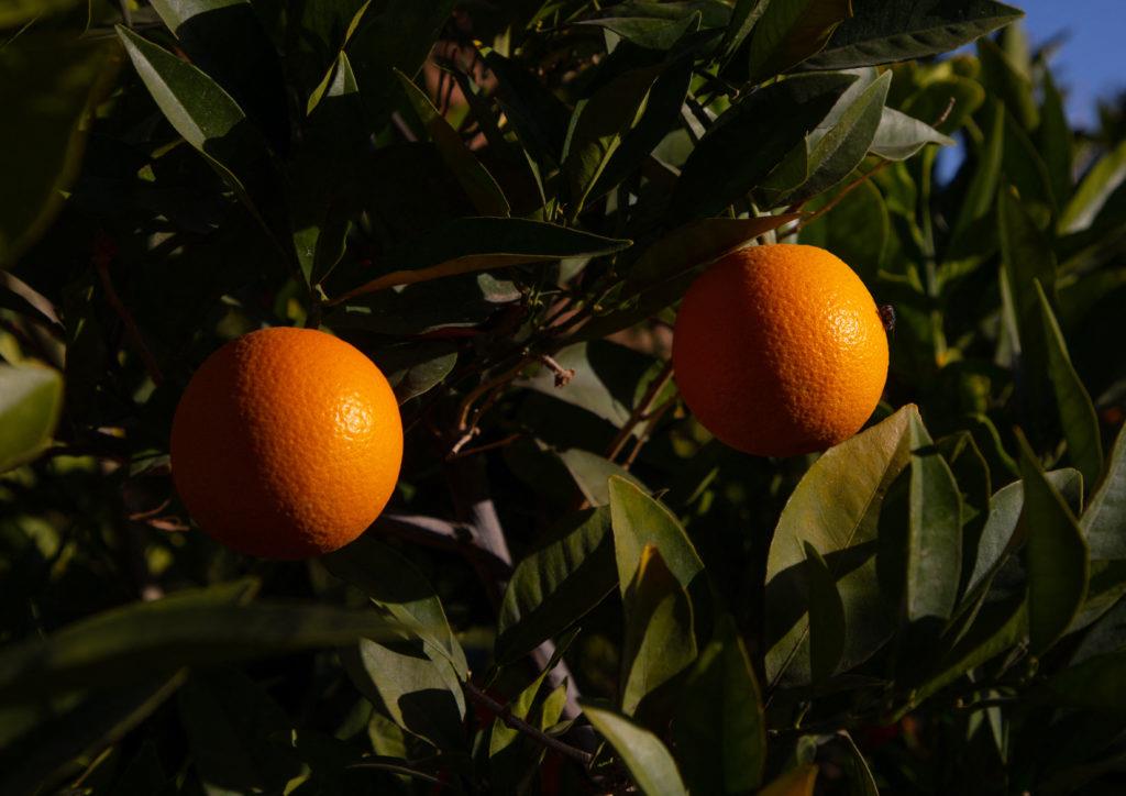 Festival to celebrate citrus fruit production in Gulf