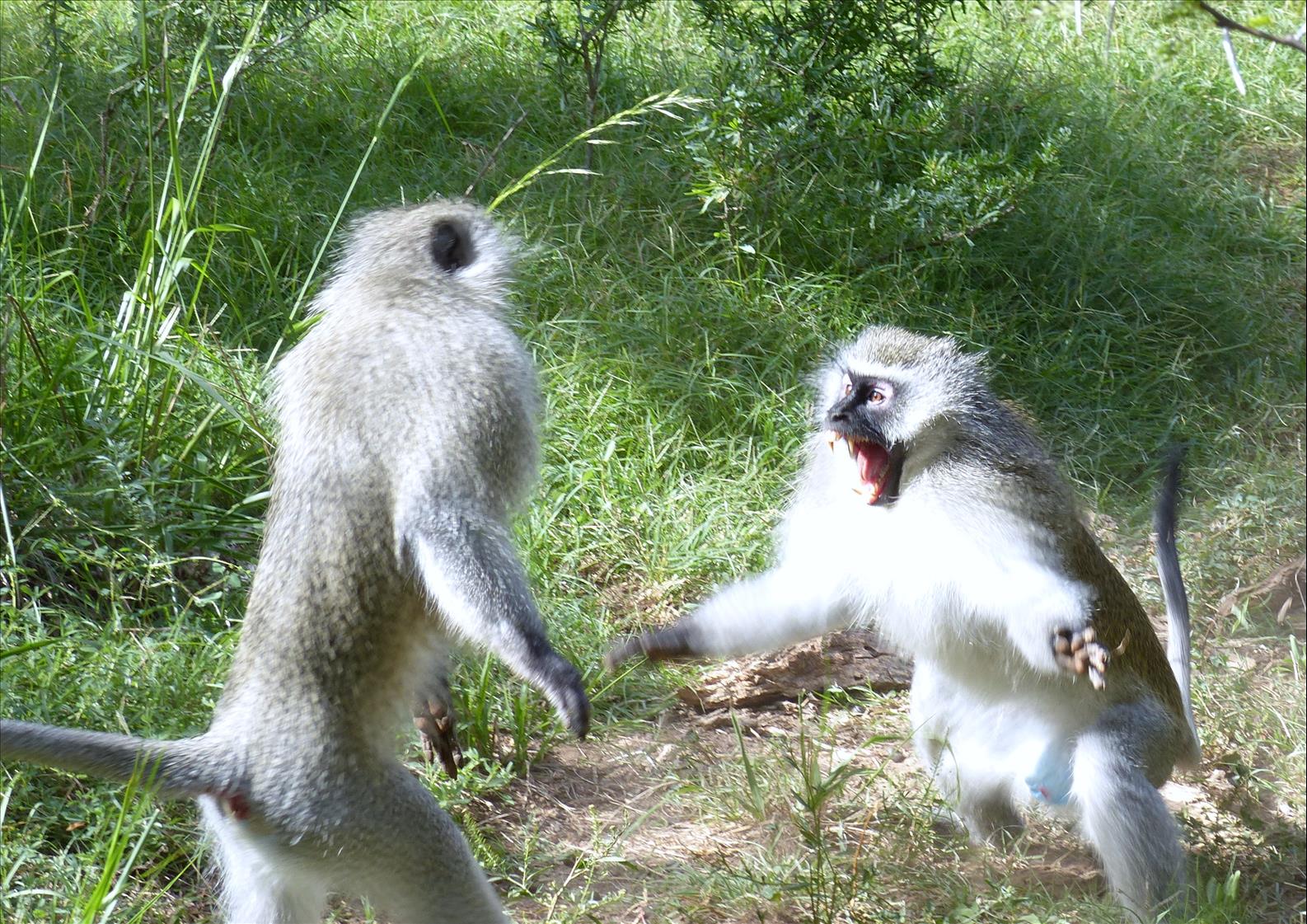 Why monkeys attack sick members of their troop - and don't socially ...