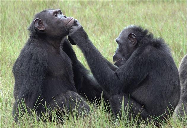Chimpanzees rub insects on open wounds: here's why it's a fascinating ...