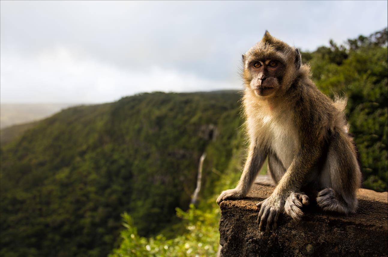 The macaque monkeys of Mauritius: an invasive alien species, and a ...