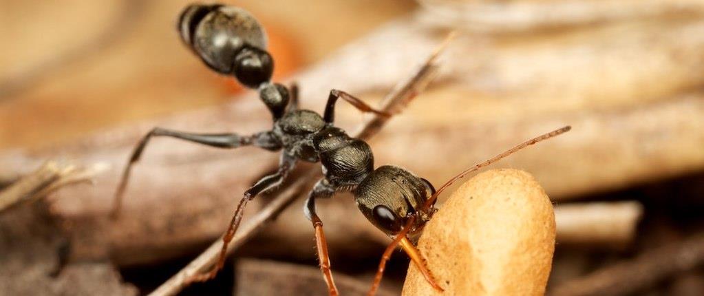The insect brain: we froze ants and beetles to learn how they remember ...