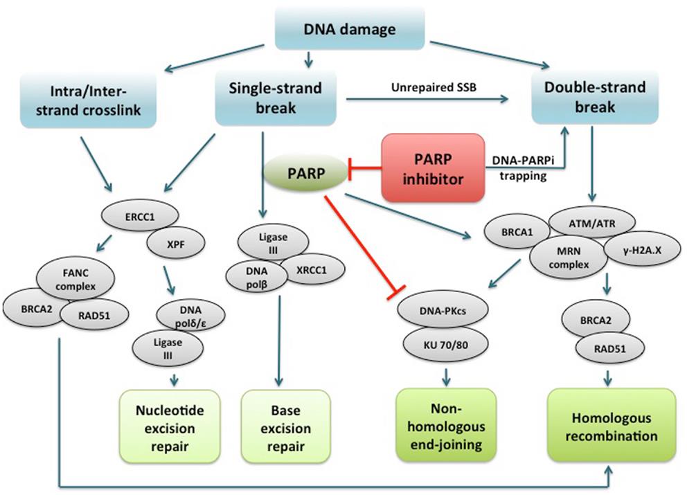 PARP Inhibitors For Breast Cancer Market Grow With A High CAGR ...