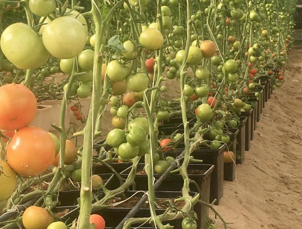 Qualitative Leap In Agricultural, Livestock Production