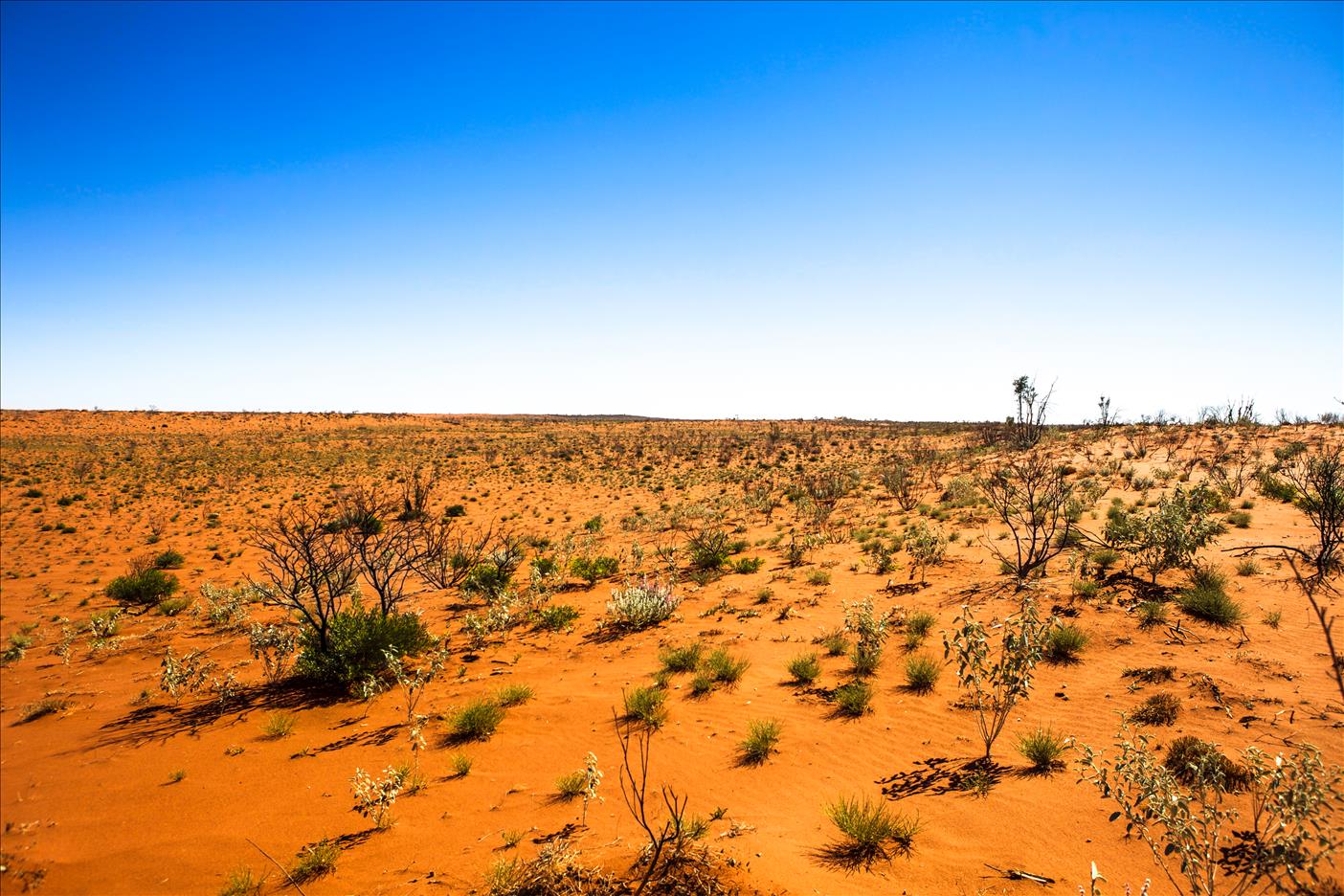 A Penguin Farm In The Australian Desert: A Thought Experiment That ...