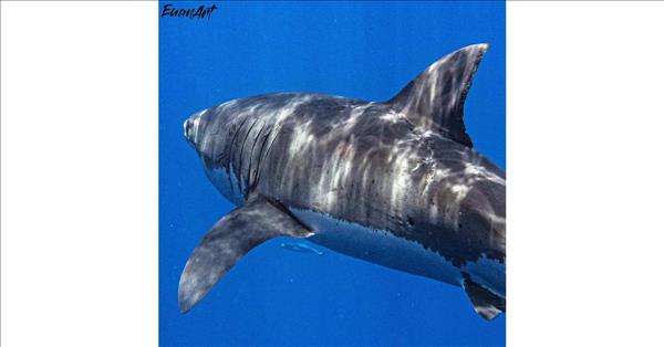 World's Largest Great White Shark May Be A Cannibal