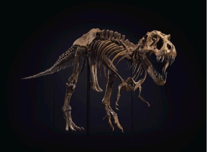 'They Are Thieves Of Time': Paleontologists Speak Out Against The ...