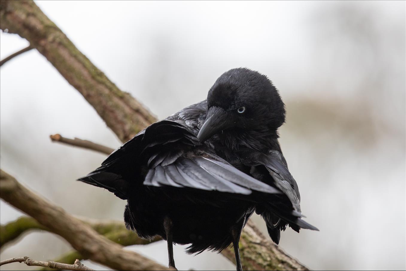 Look Up This Spring You Might See Little Ravens Build Soft, Cosy Nests ...
