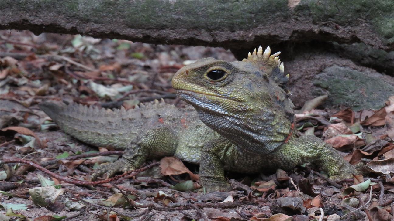 Tuatara Are Returning To The Mainland But Feeding The Hungry Reptiles ...