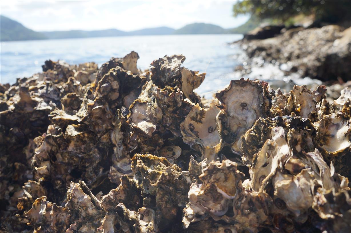 Playing Sea Soundscapes Can Summon Thousands Of Baby Oysters And Help ...