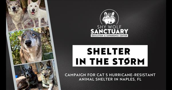 Shy Wolf Sanctuary Takes Action After Ian To Prepare For Future Storms