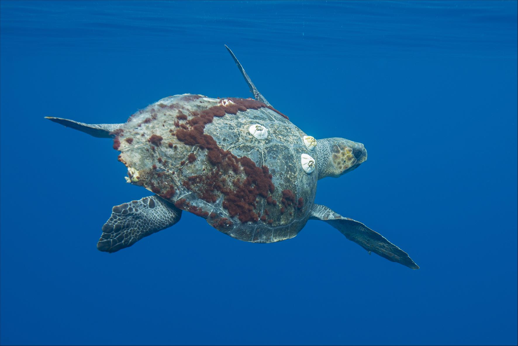 Olive Ridley Sea Turtles Are Constantly On The Move, So Protective ...