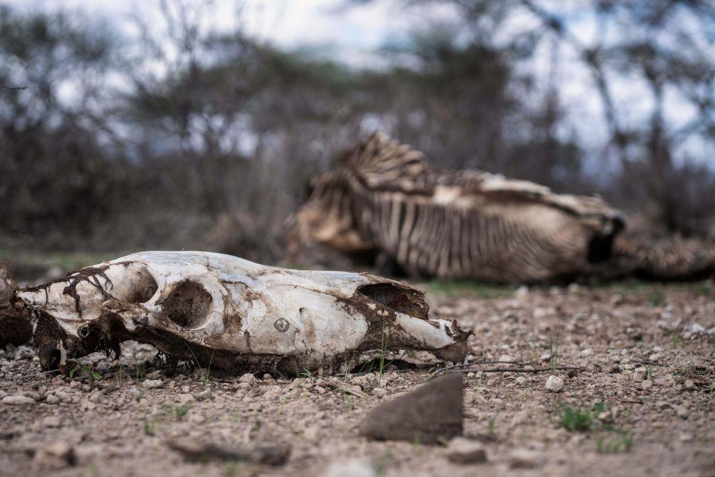 Climate Change And Wildlife: 3 Studies That Reveal The Devastating Toll ...