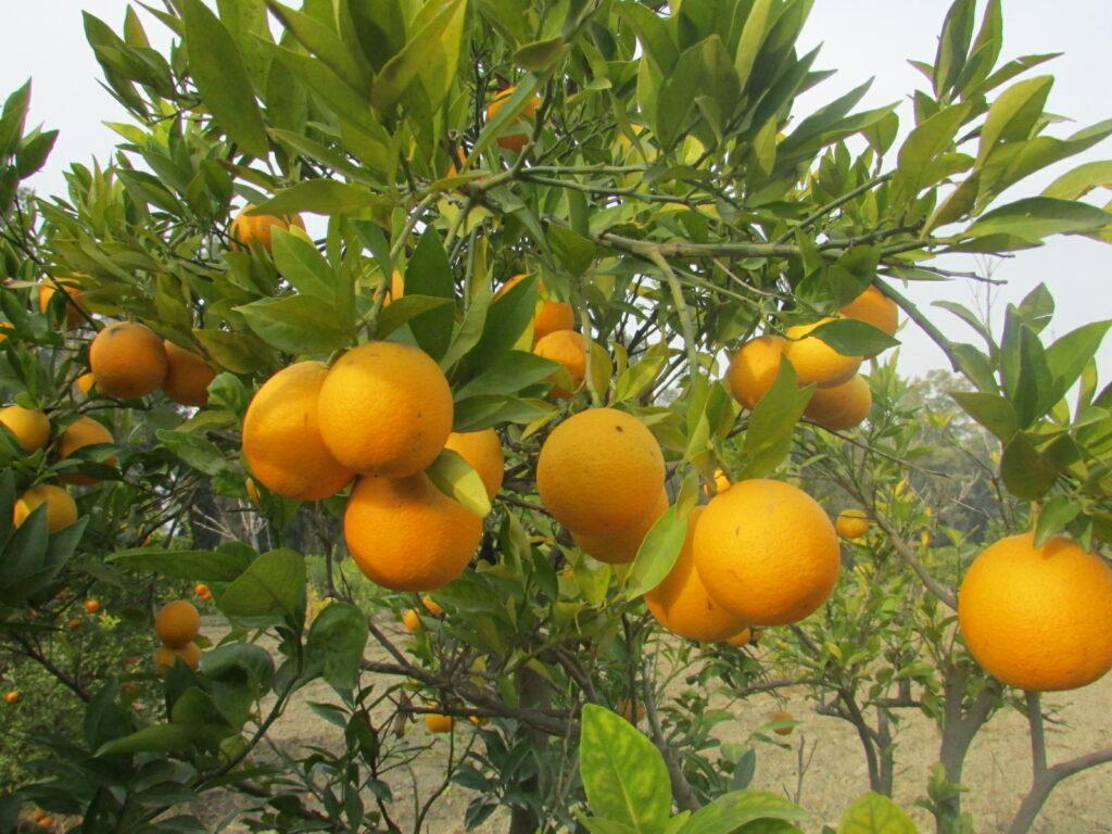 Batikot Set To Produce 2,100 Tonnes Of Tangerine | MENAFN.COM