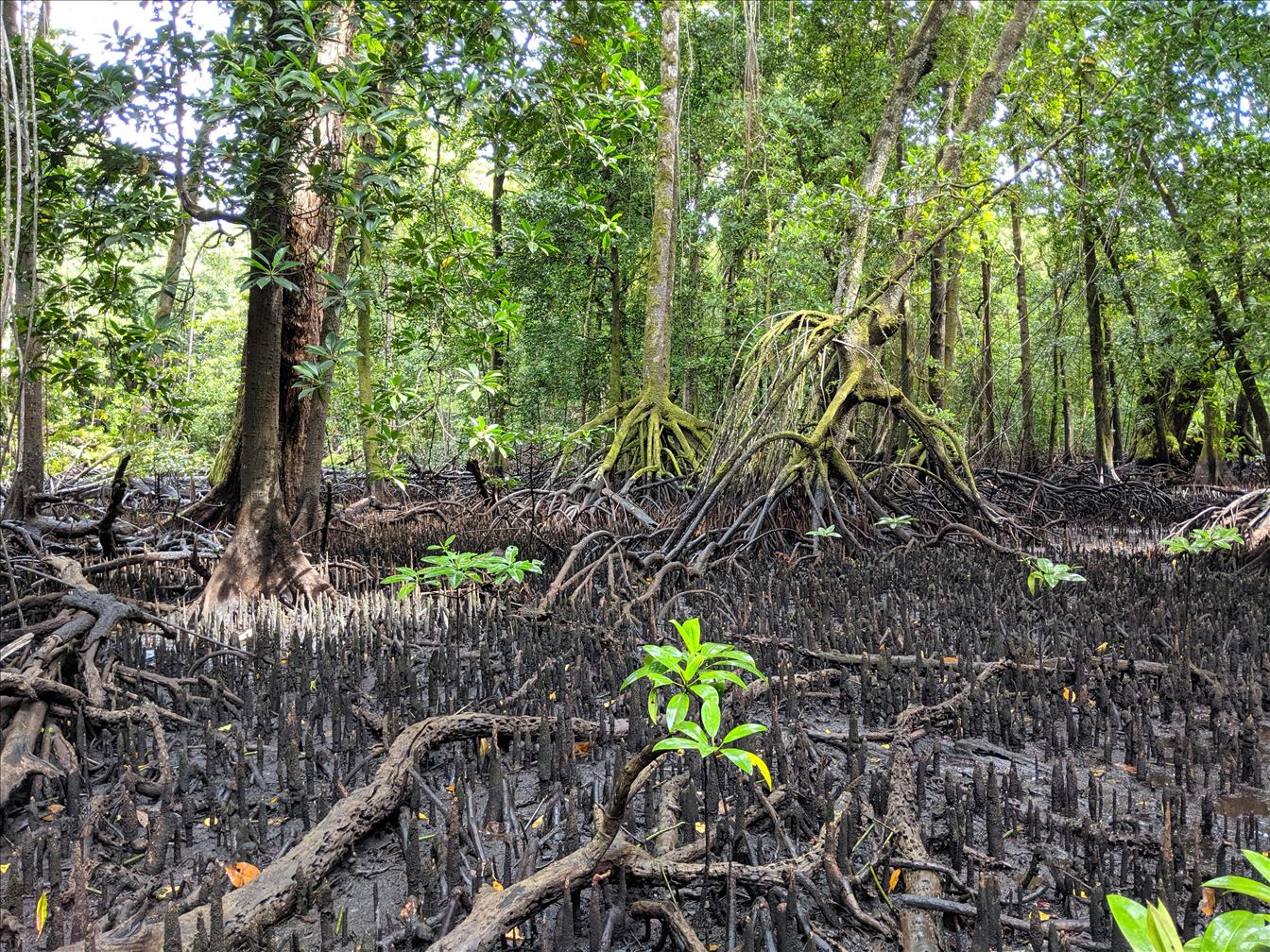 5,700 Years Of Sea-Level Change In Micronesia Hint At Humans Arriving ...
