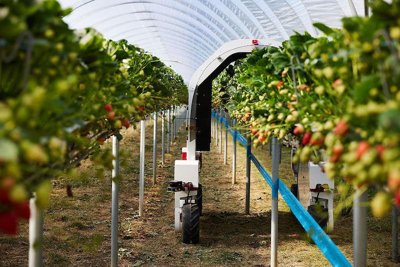 Ag-Tech Startup Saga Robotics Delivers 'Excellent Results' In 'Biggest ...