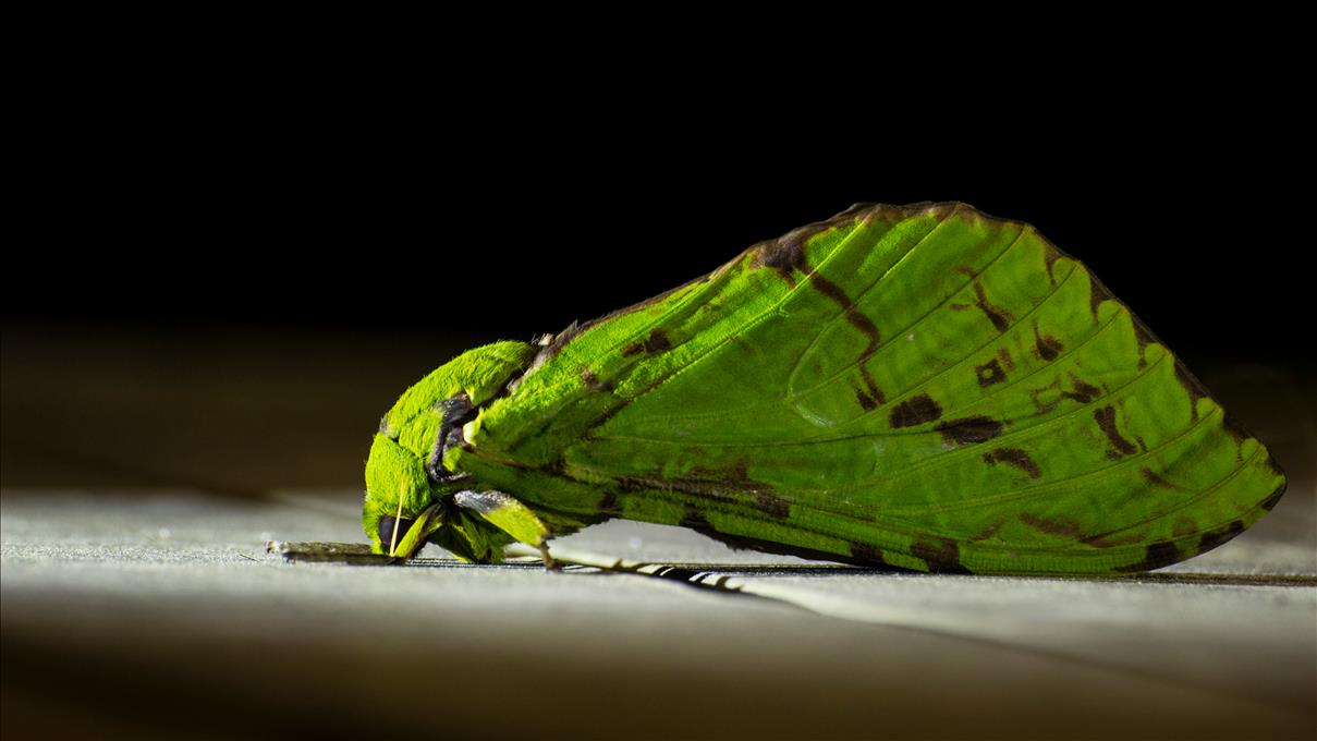 Insects And Spiders Make Up More Than Half NZ's Animal Biodiversity ...