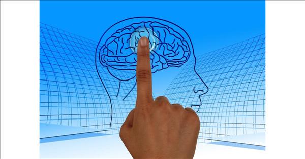 Unlocking The Power Of The Dolphin Brain: Sven Patzer's Advice On ...