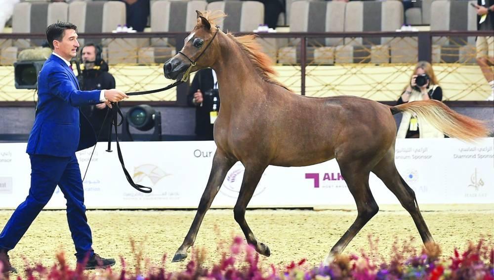 Katara Int'l Horse Festival Off To Spectacular Start