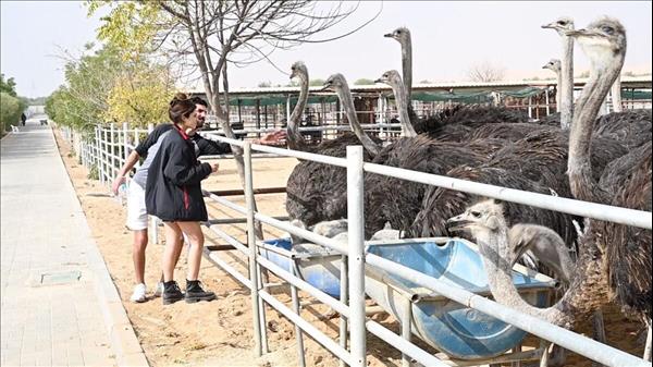Watch: Inside UAE's Most Unique Farm That Houses Around 2,000 Ostriches