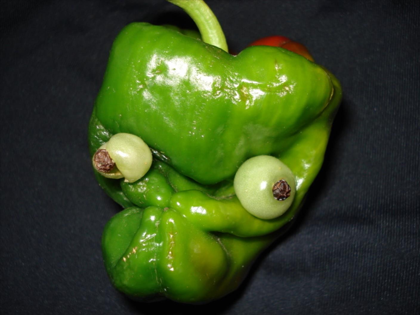 How 'Ugly' Fruit And Vegetables Could Tackle Food Waste And Solve ...