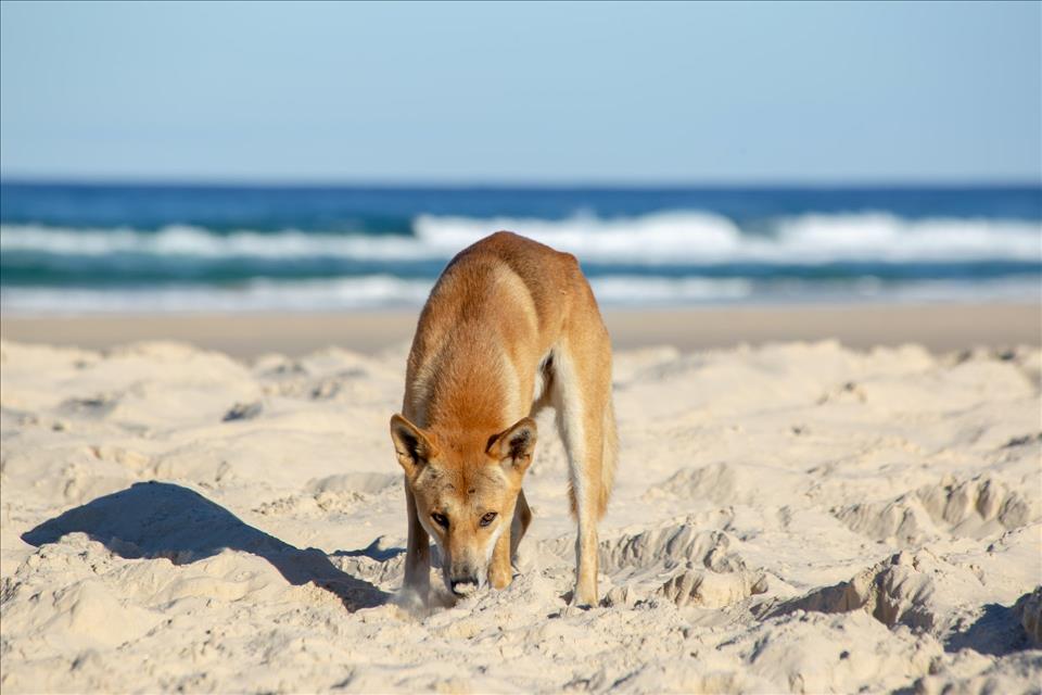 Dingo Attacks Are Rare But Here's What You Need To Know About Dingo Safety