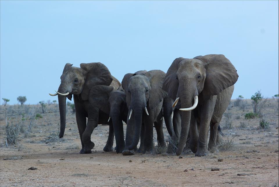 From Enormous Elephants To Tiny Shrews: How Mammals Shape And Are ...