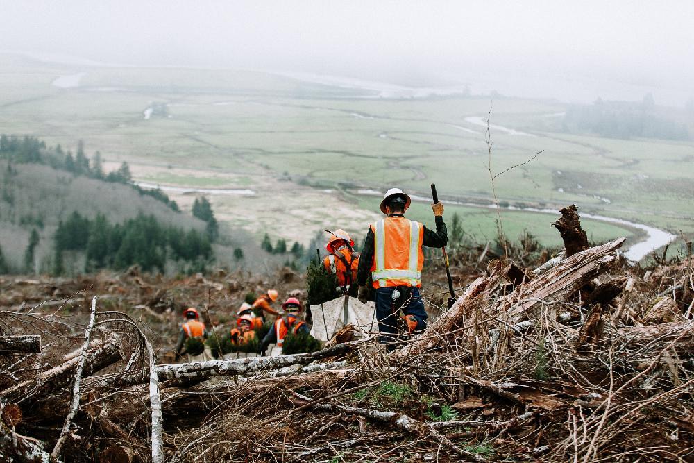 Rayonier Foresters Plant Millions Of Trees Every Year