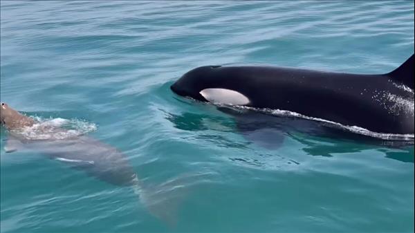 Watch: Killer Whales Spotted In UAE Waters Where Are They Now?