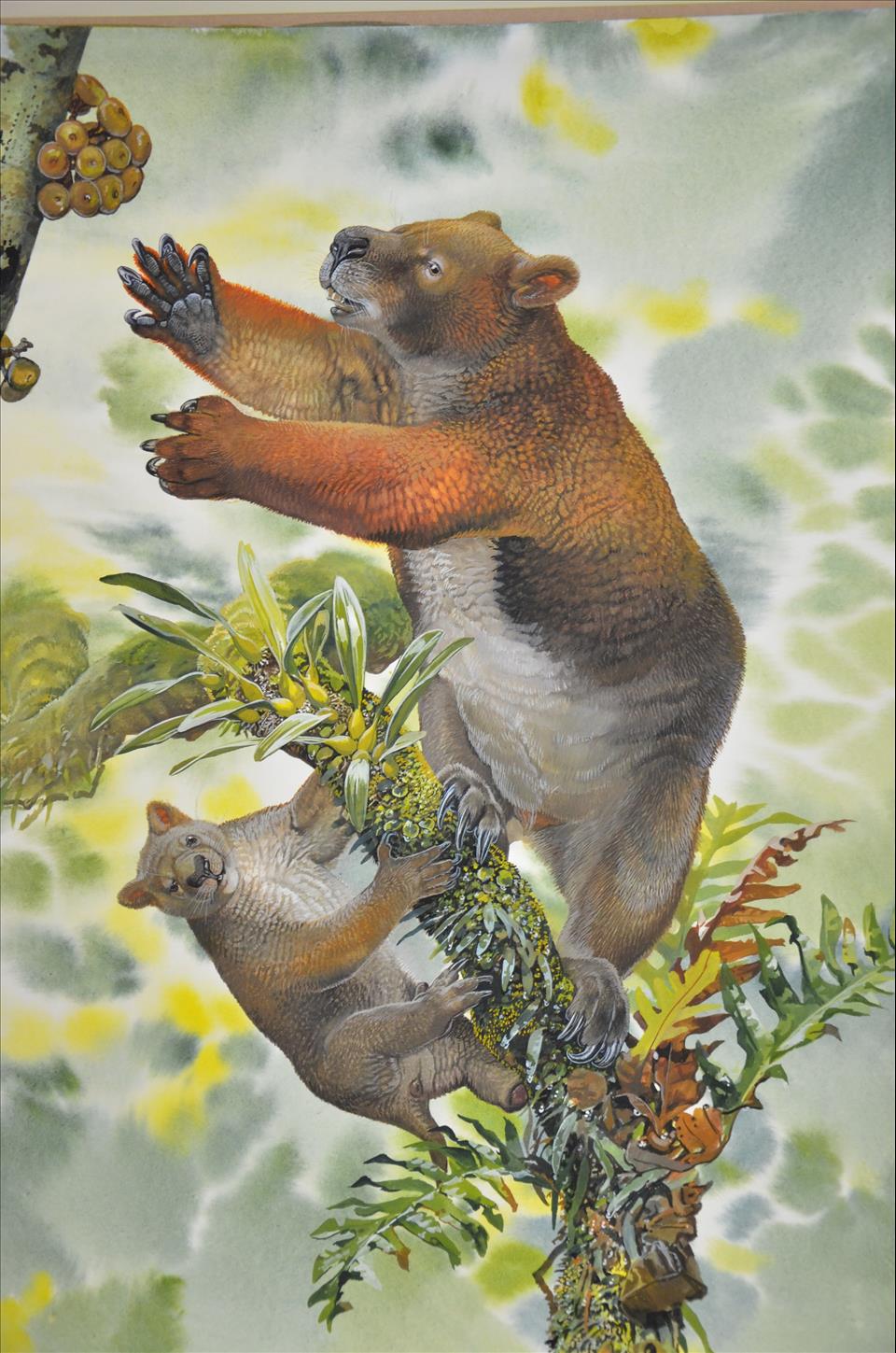 These Giant 'Drop Bears' With Opposable Thumbs Once Scaled Trees In ...