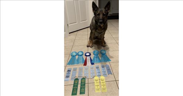 Vetstem Cell Therapy Gets German Shepherd Back To Competition After ...
