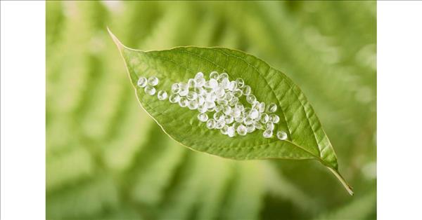 Lactic Acid & Poly Lactic Acid Market To See Massive Growth By 2029 ...