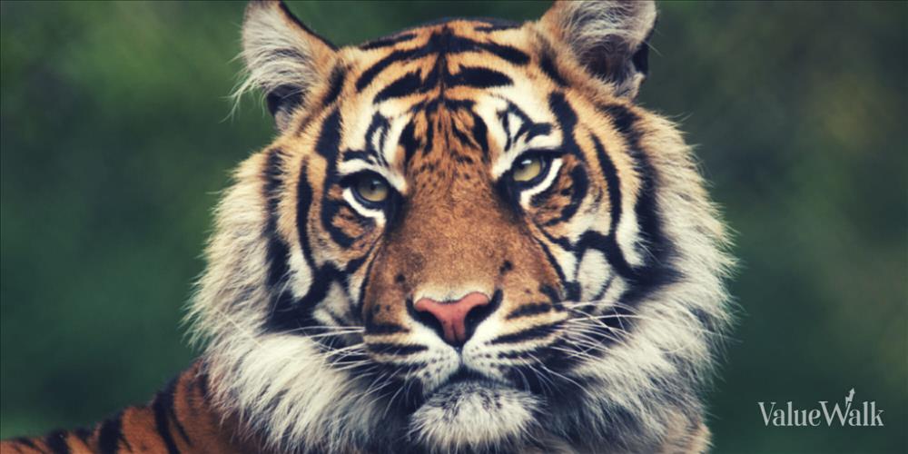 Chase Coleman Let The Tiger Out Of The Cage In Q1 With Hot Returns